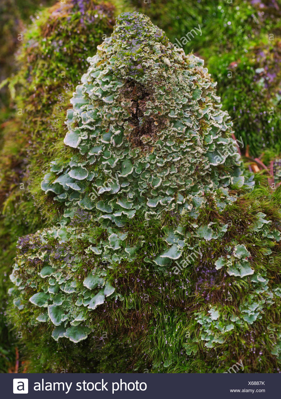 Dog Lichen High Resolution Stock Photography and Images - Alamy