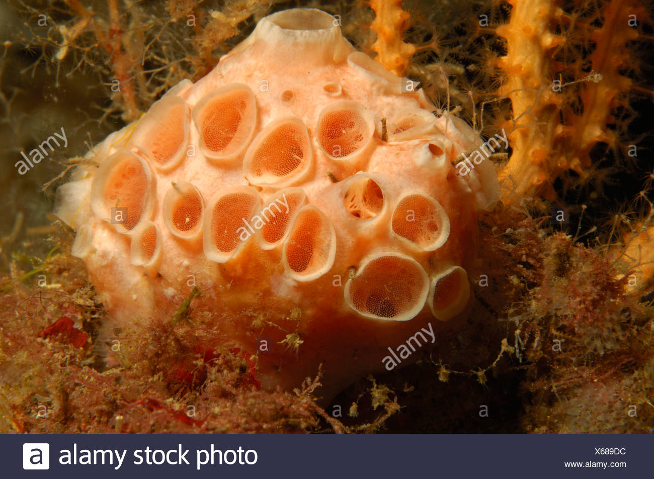 Detail Hemimycale Columella High Resolution Stock Photography and ...