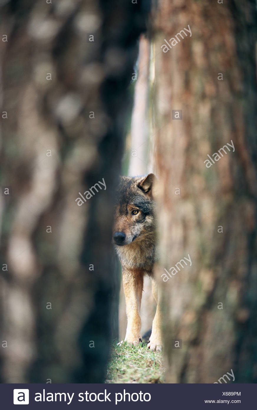 Wolf Behind Tree High Resolution Stock Photography and Images - Alamy