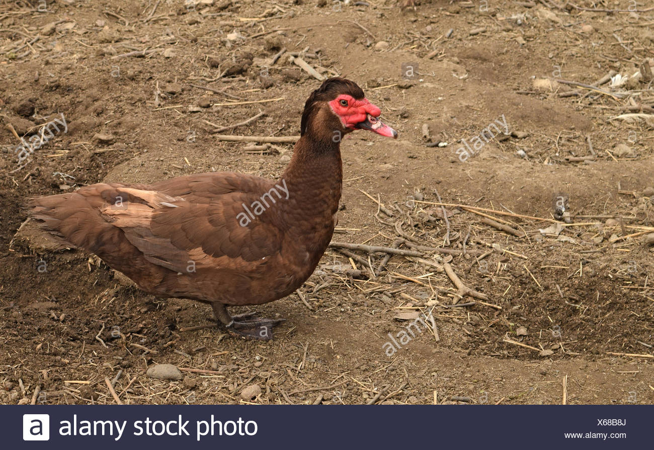 Sick Duck Stock Photos & Sick Duck Stock Images - Alamy