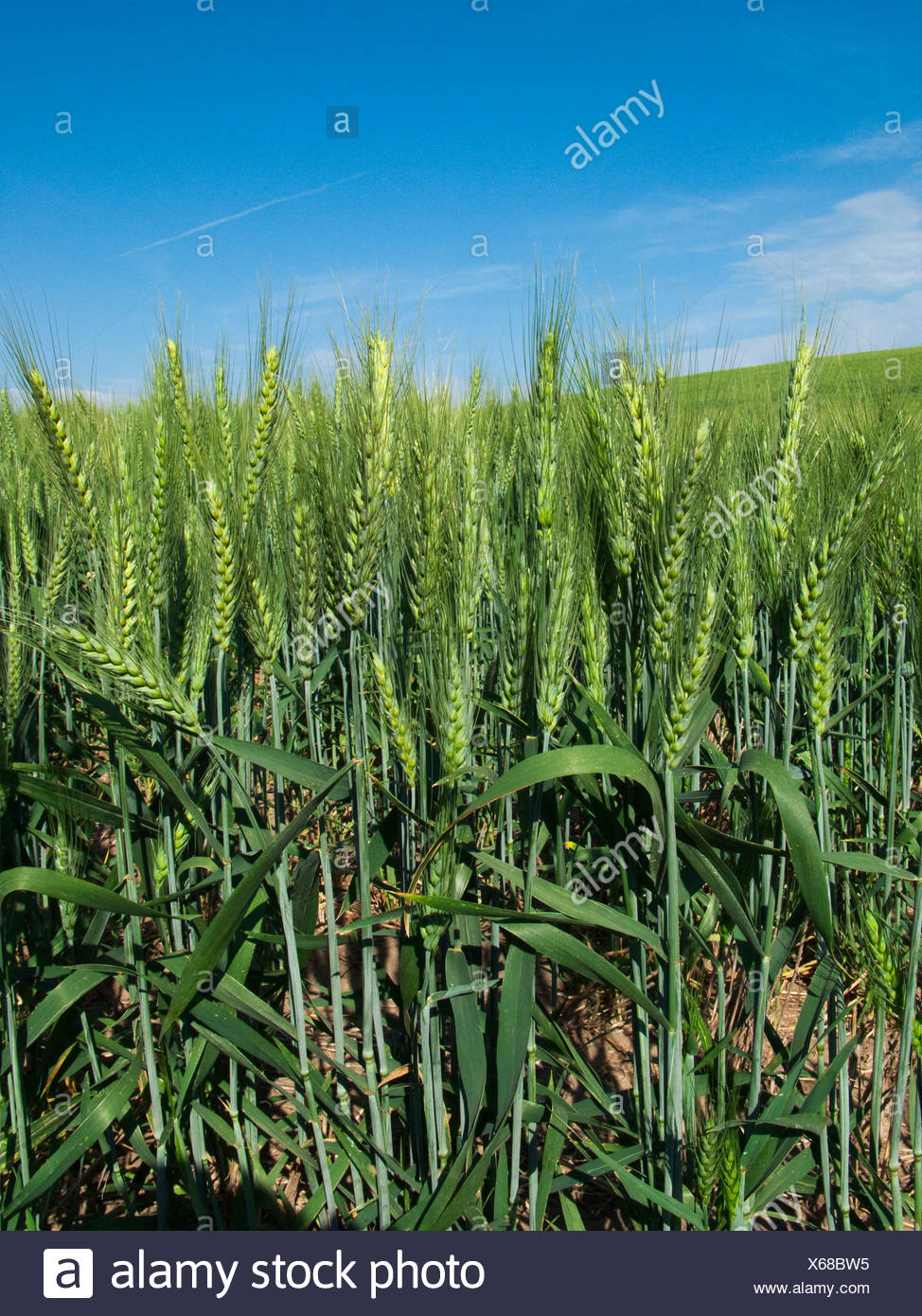 Wheat Crop Stock Photos & Wheat Crop Stock Images - Alamy