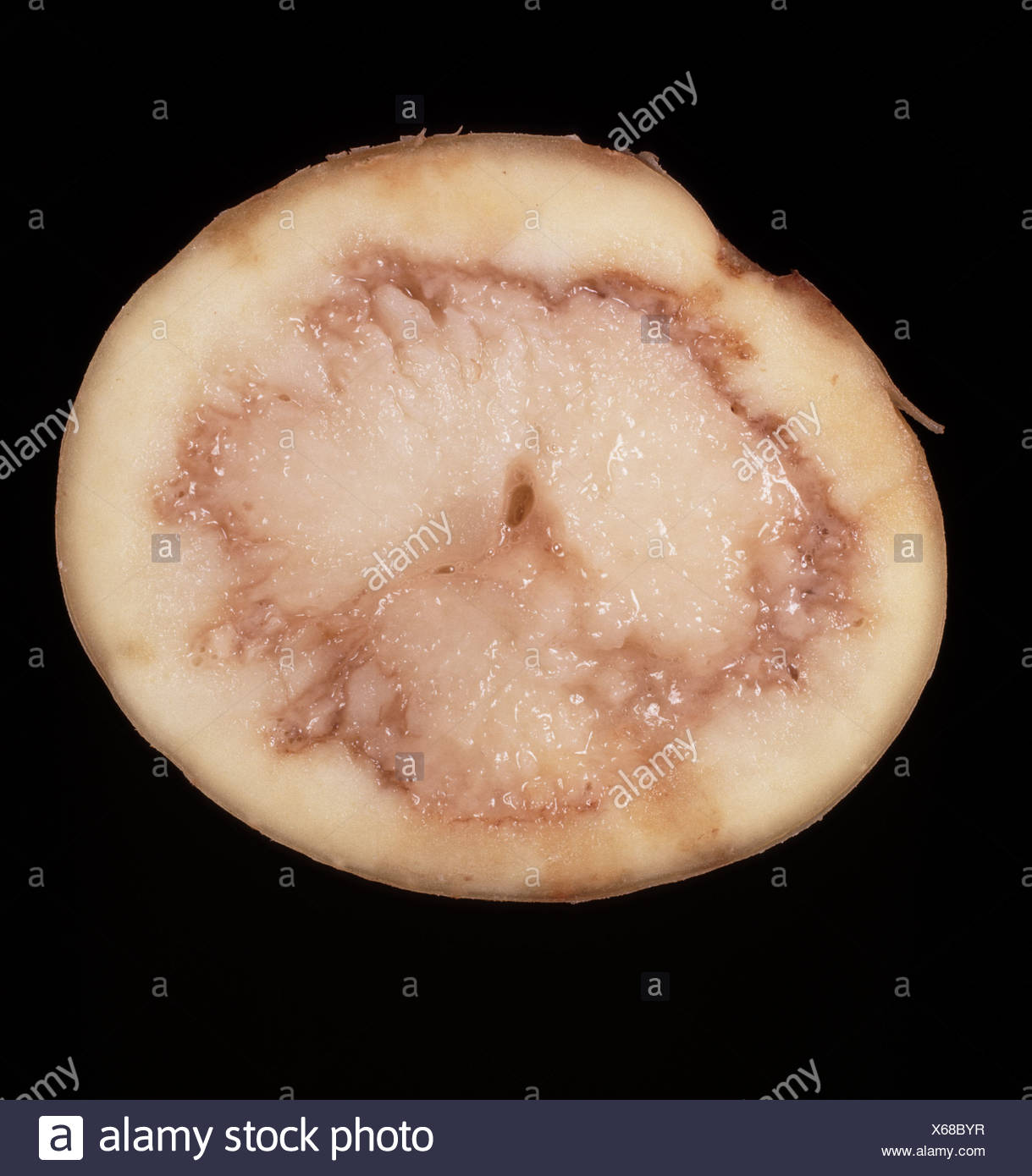 Potato Tuber Disease Damage High Resolution Stock Photography and ...