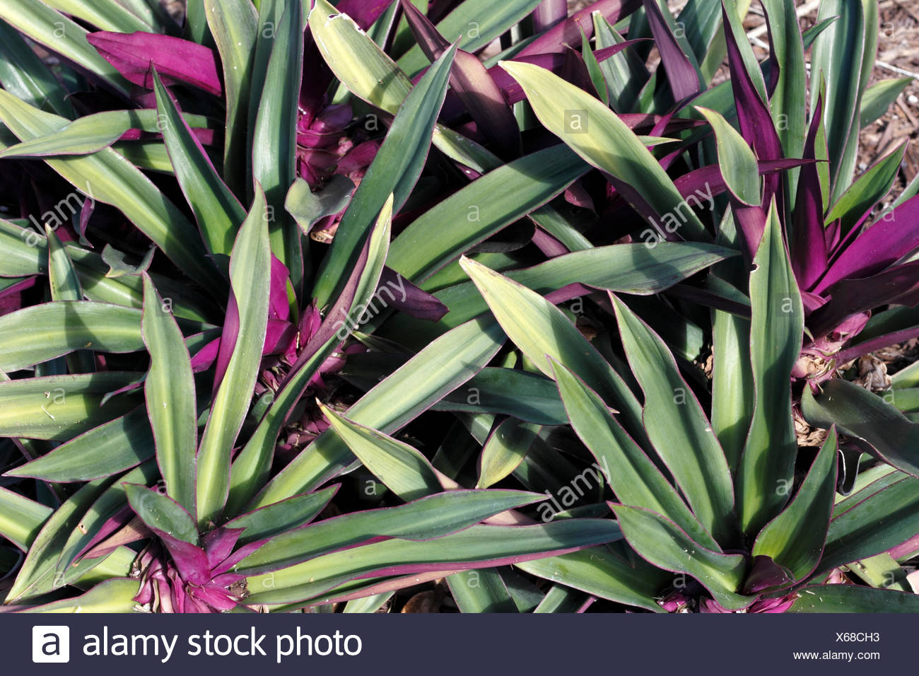 Lance Shaped Leaves High Resolution Stock Photography and Images - Alamy