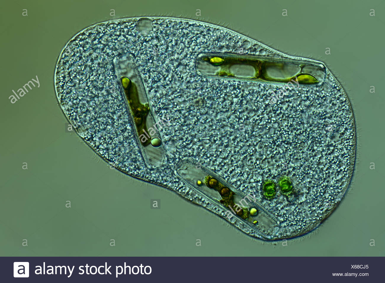 Single Celled Algae Stock Photos & Single Celled Algae Stock Images - Alamy