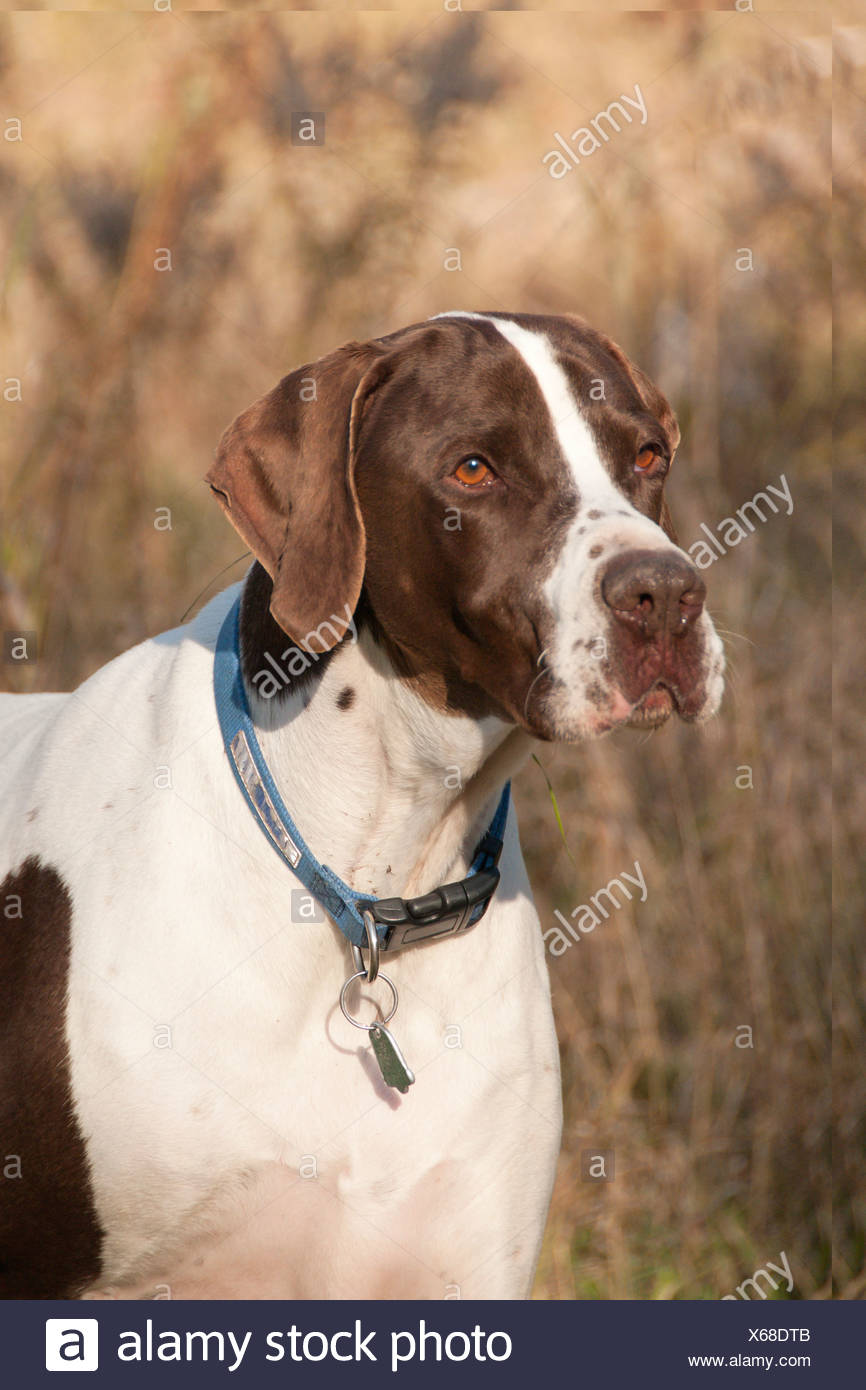 English Pointer Dog High Resolution Stock Photography and Images - Alamy