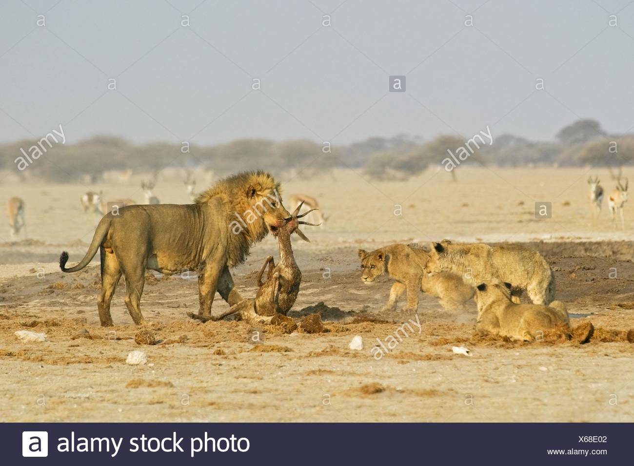 Female Lions Eating Prey High Resolution Stock Photography and Images ...