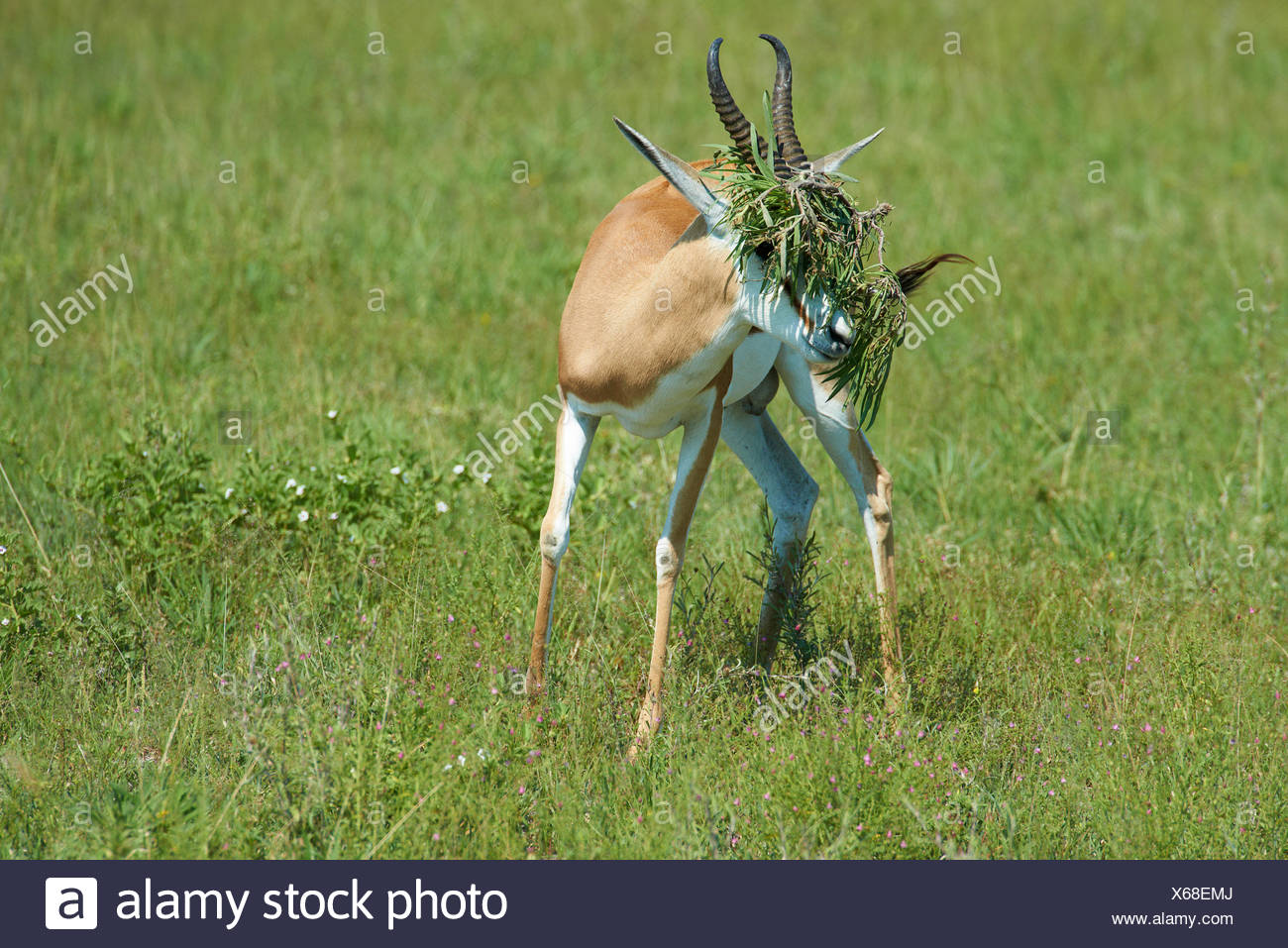 Springbok Head High Resolution Stock Photography and Images - Alamy