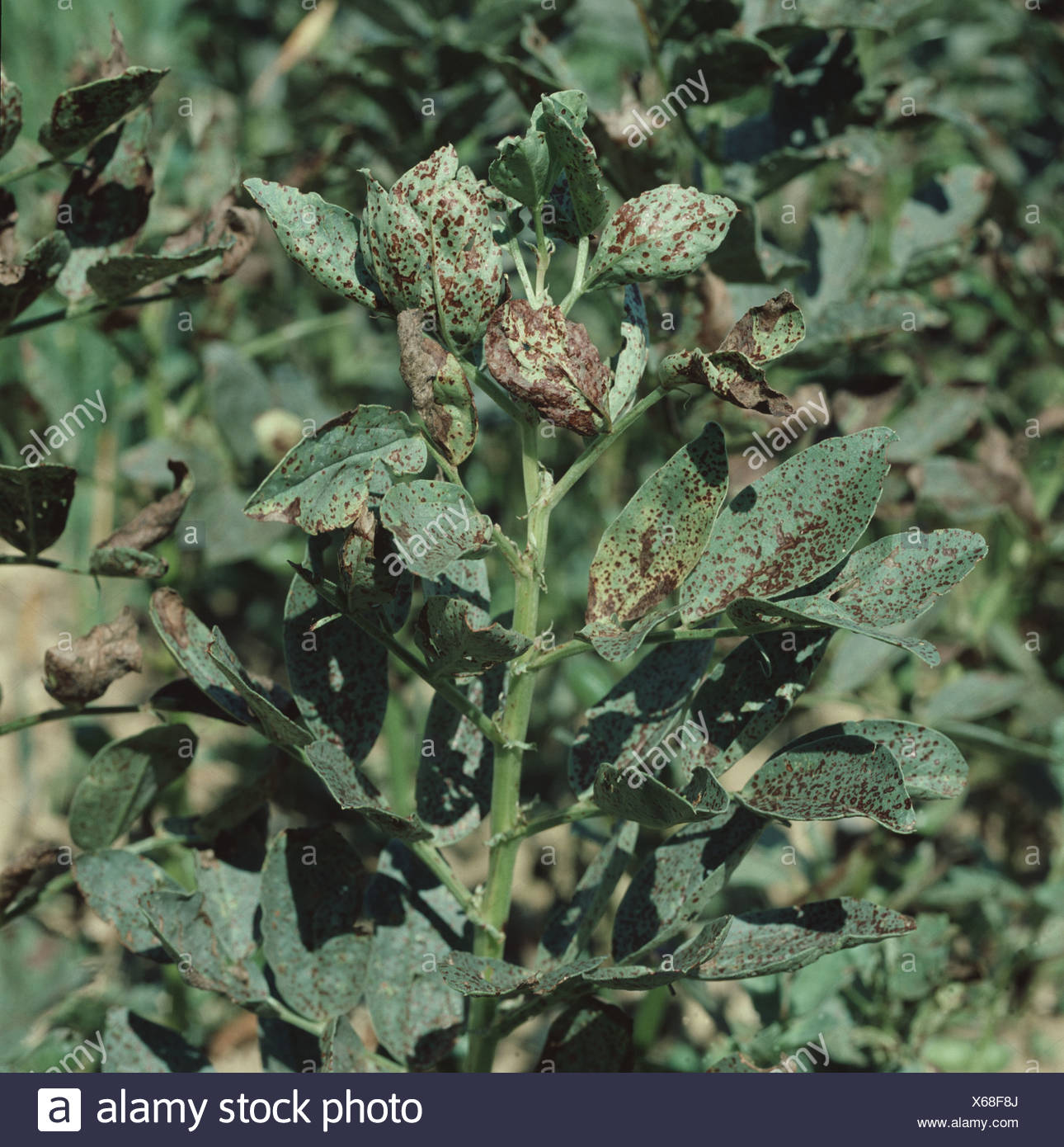 Faba Bean Disease Stock Photos & Faba Bean Disease Stock Images - Alamy