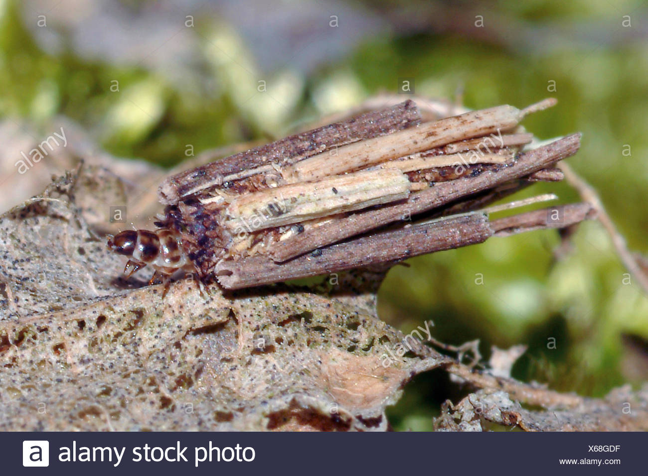 Bagworm Psyche Cf Casta High Resolution Stock Photography and Images ...