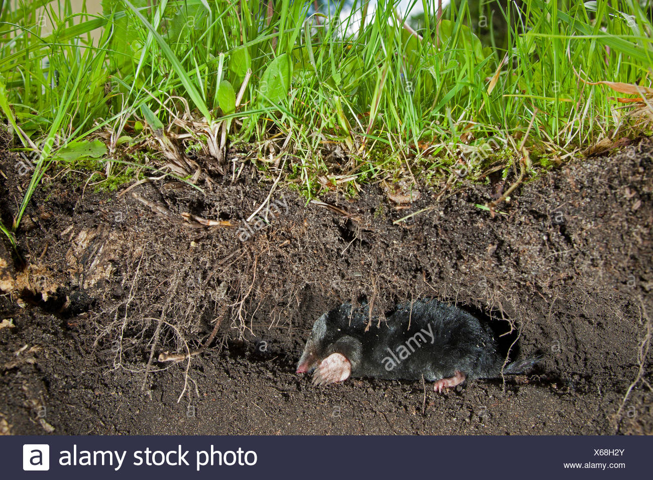 Mammals Underground Tunnel High Resolution Stock Photography and Images ...