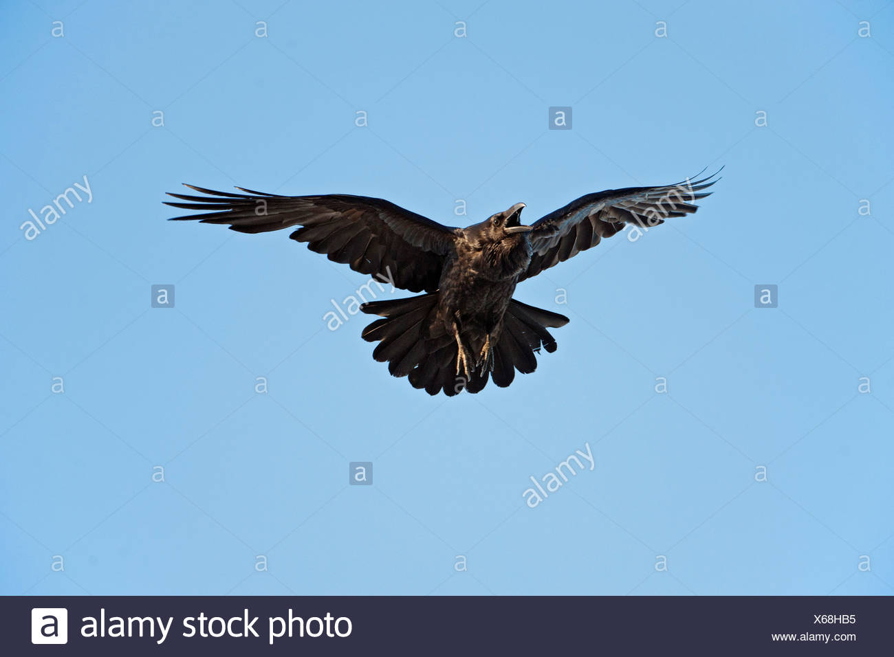 Common Raven In Full Flight Stock Photos & Common Raven In Full Flight ...