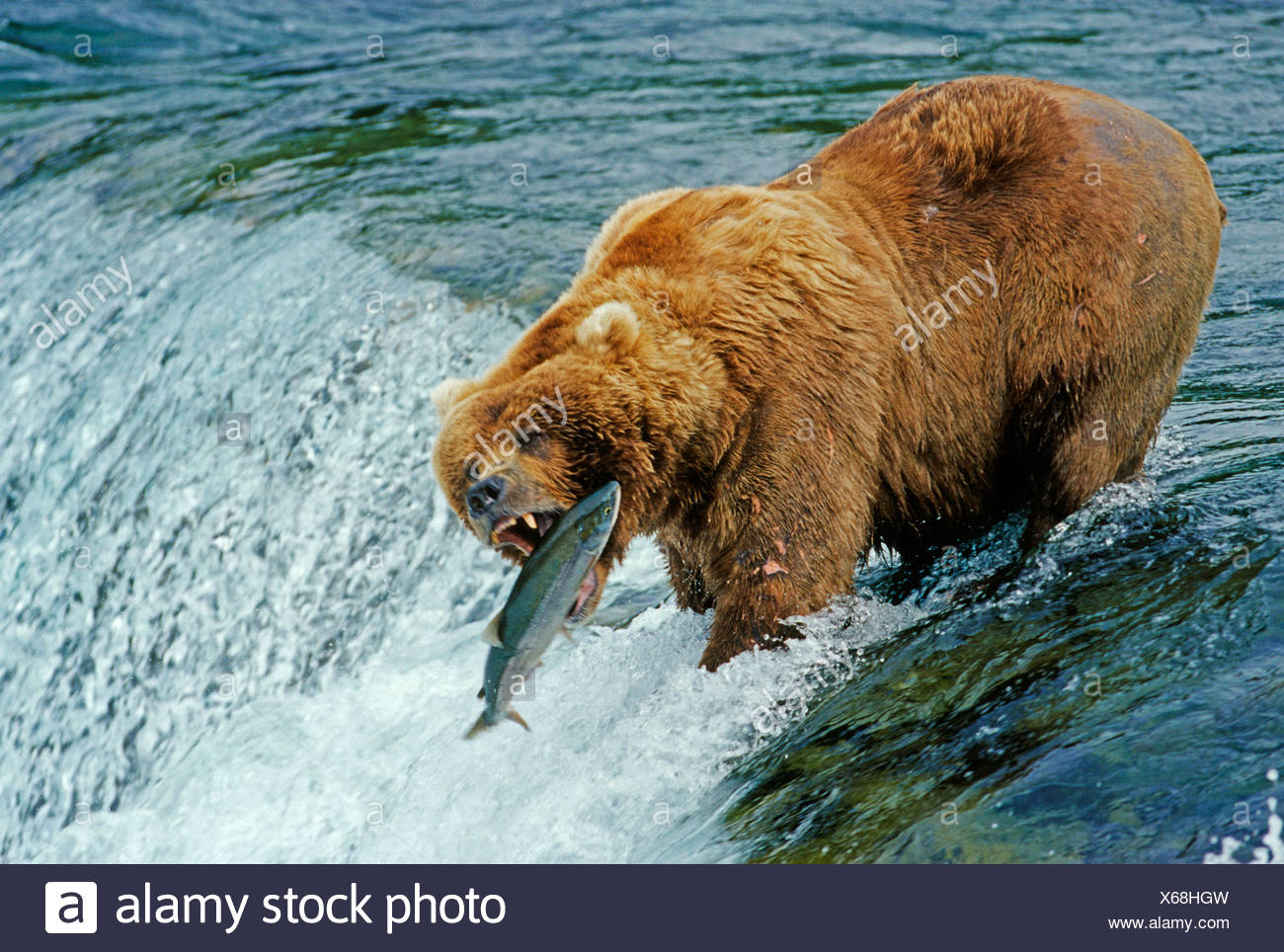 Grizzly Bear And Salmon High Resolution Stock Photography and Images ...
