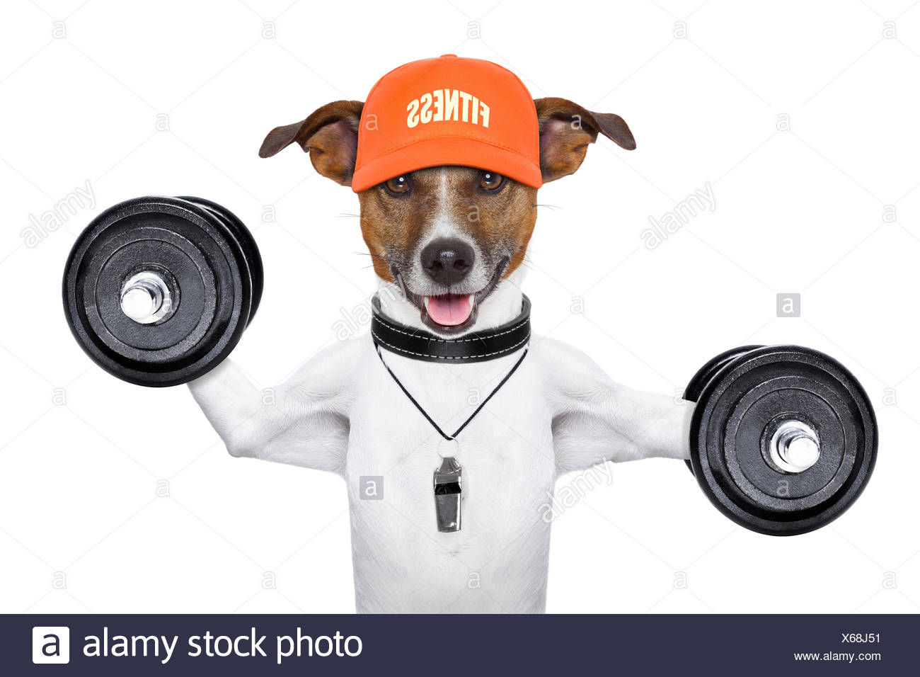 Muscle Dog Stock Photos & Muscle Dog Stock Images - Alamy