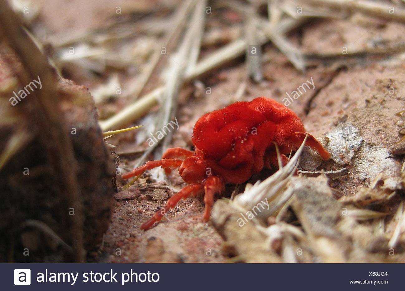 Red Mite High Resolution Stock Photography and Images - Alamy