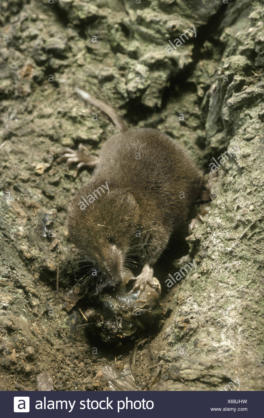 Pygmy Shrew High Resolution Stock Photography and Images - Alamy