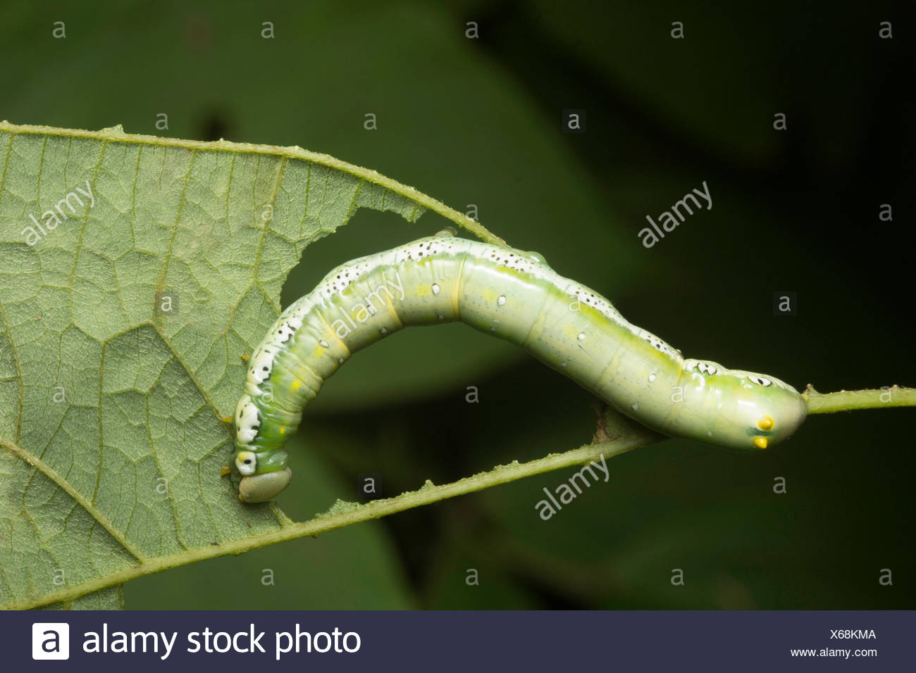 Inchworm Plant High Resolution Stock Photography and Images - Alamy