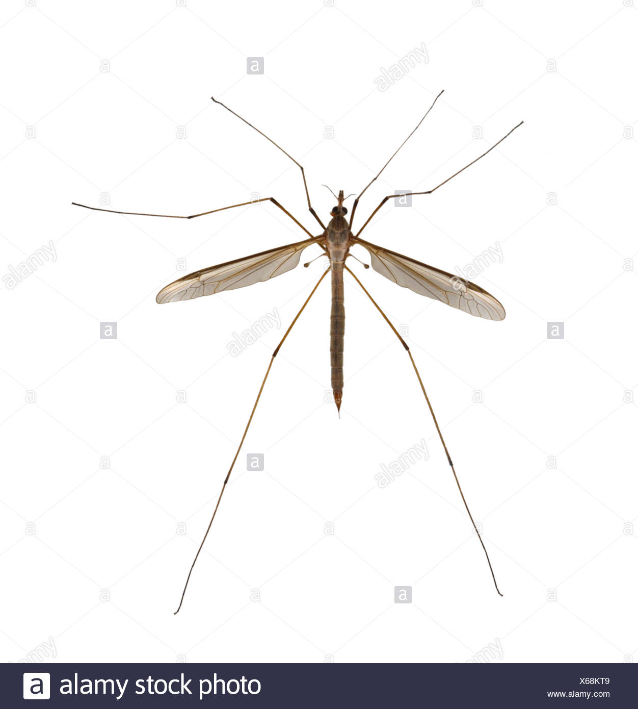 Cranefly Tipula Paludosa High Resolution Stock Photography and Images ...