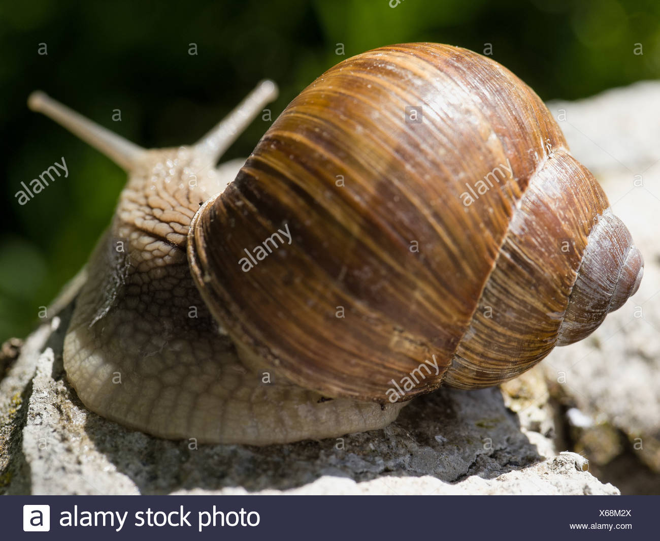 Molluscs Of Europe High Resolution Stock Photography and Images - Alamy