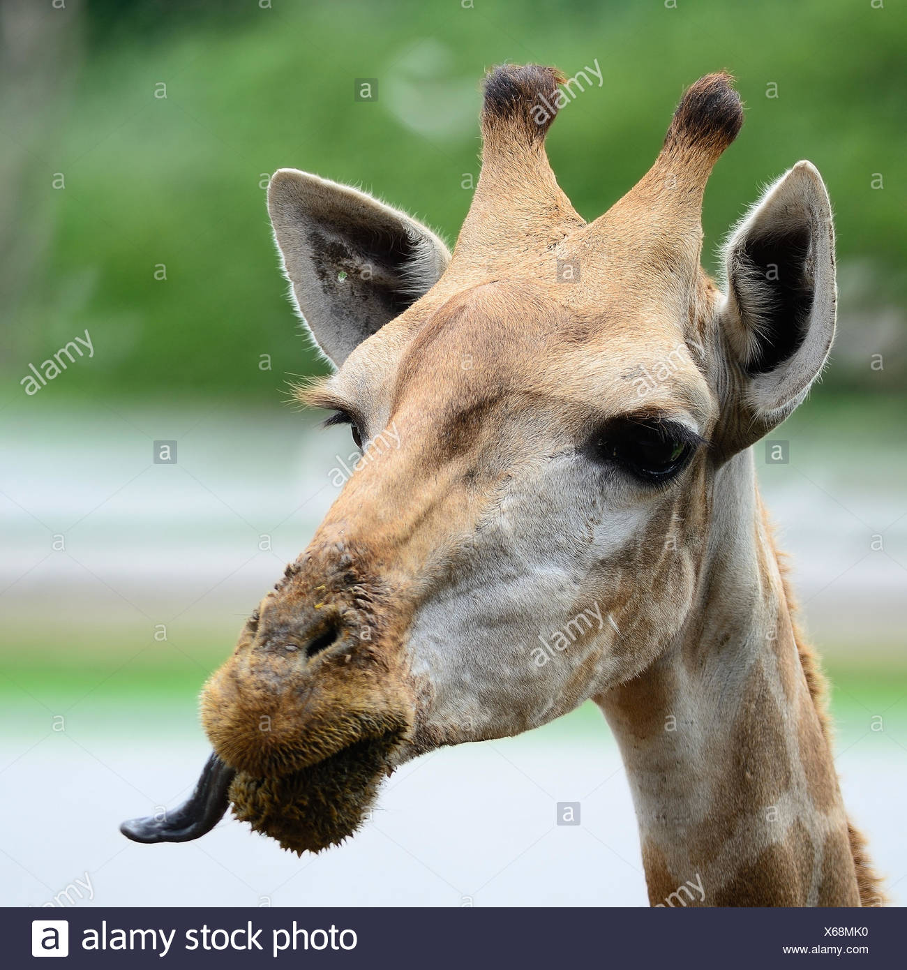 Giraffe Nose High Resolution Stock Photography and Images - Alamy