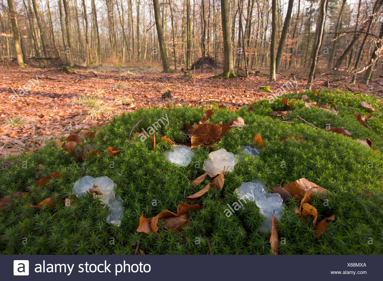 Swollen Eggs High Resolution Stock Photography and Images - Alamy