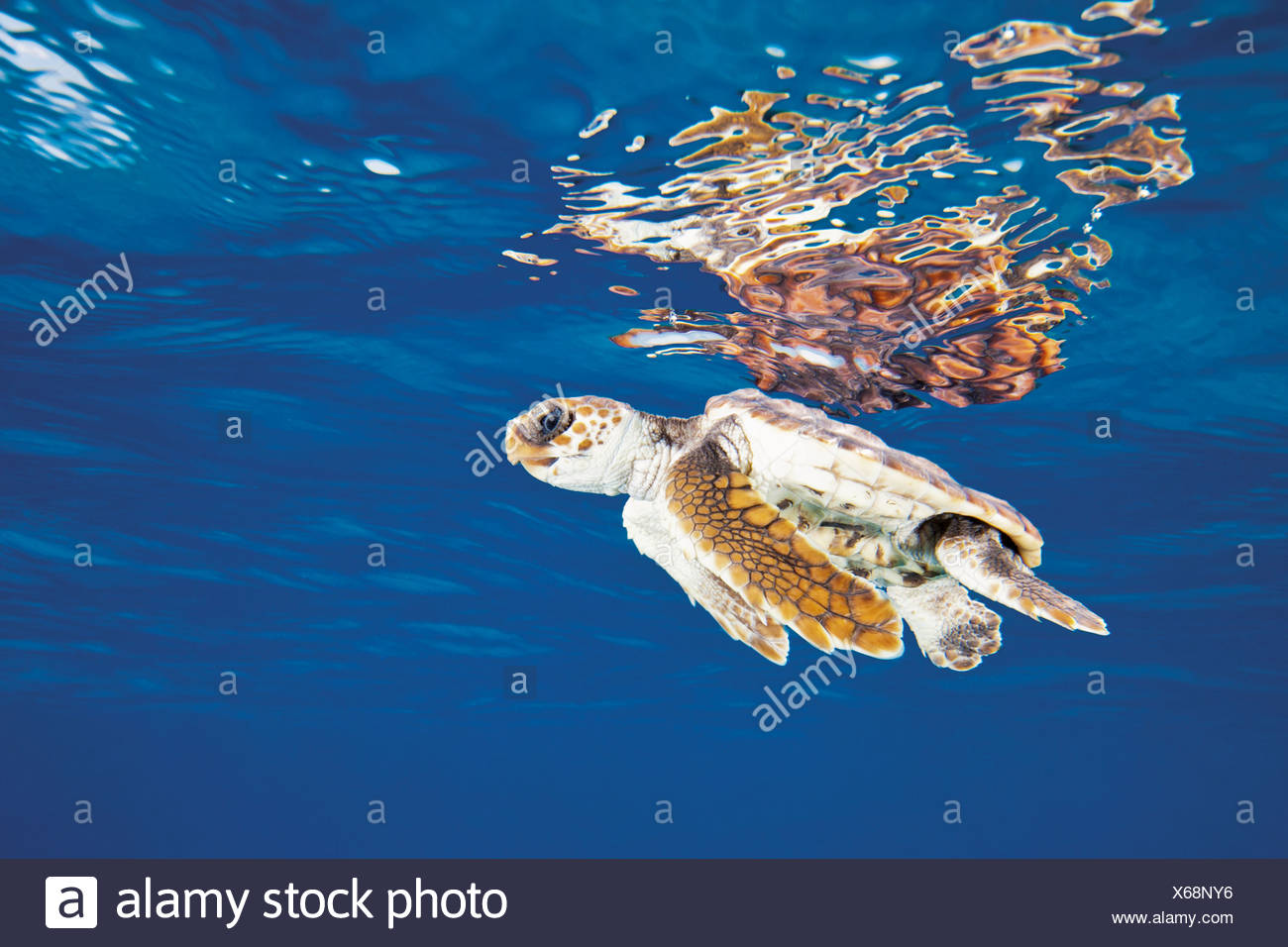 Juvenile Loggerhead Turtle High Resolution Stock Photography and Images ...