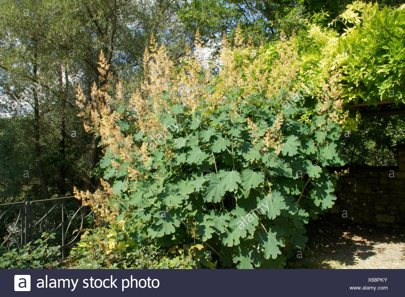 Macleaya Cordata Stock Photos & Macleaya Cordata Stock Images - Alamy