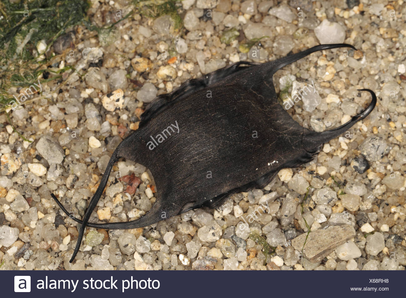 Starry Ray High Resolution Stock Photography and Images - Alamy