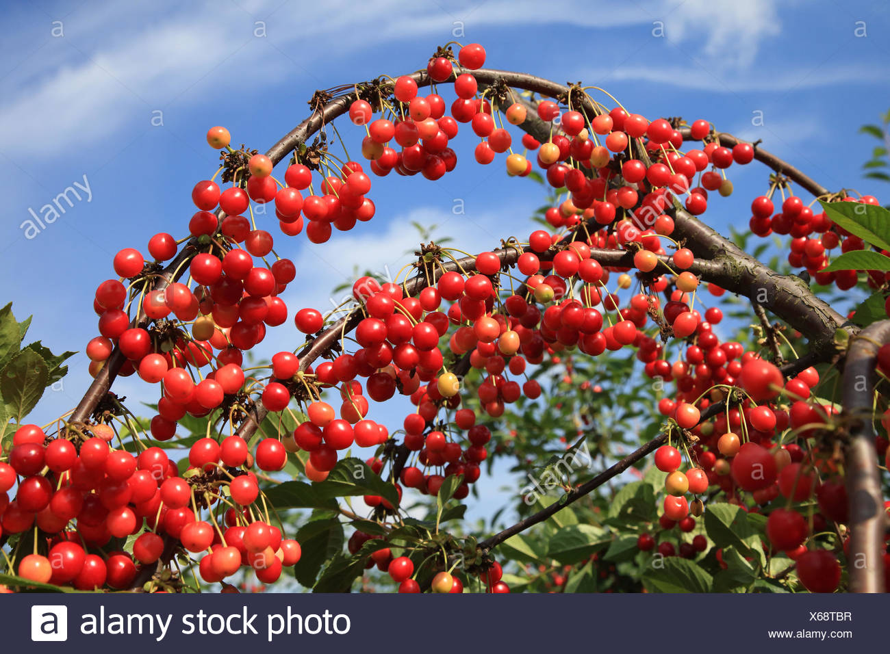 Prunus Cerasus Tree High Resolution Stock Photography and Images - Alamy