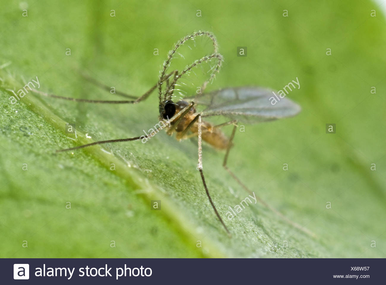 Aphid Predatory Midge Aphidoletes Aphidimyza High Resolution Stock ...