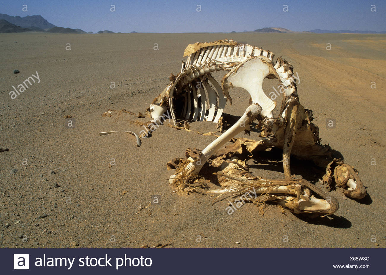 Camel Skeleton In The Desert Stock Photos & Camel Skeleton In The ...