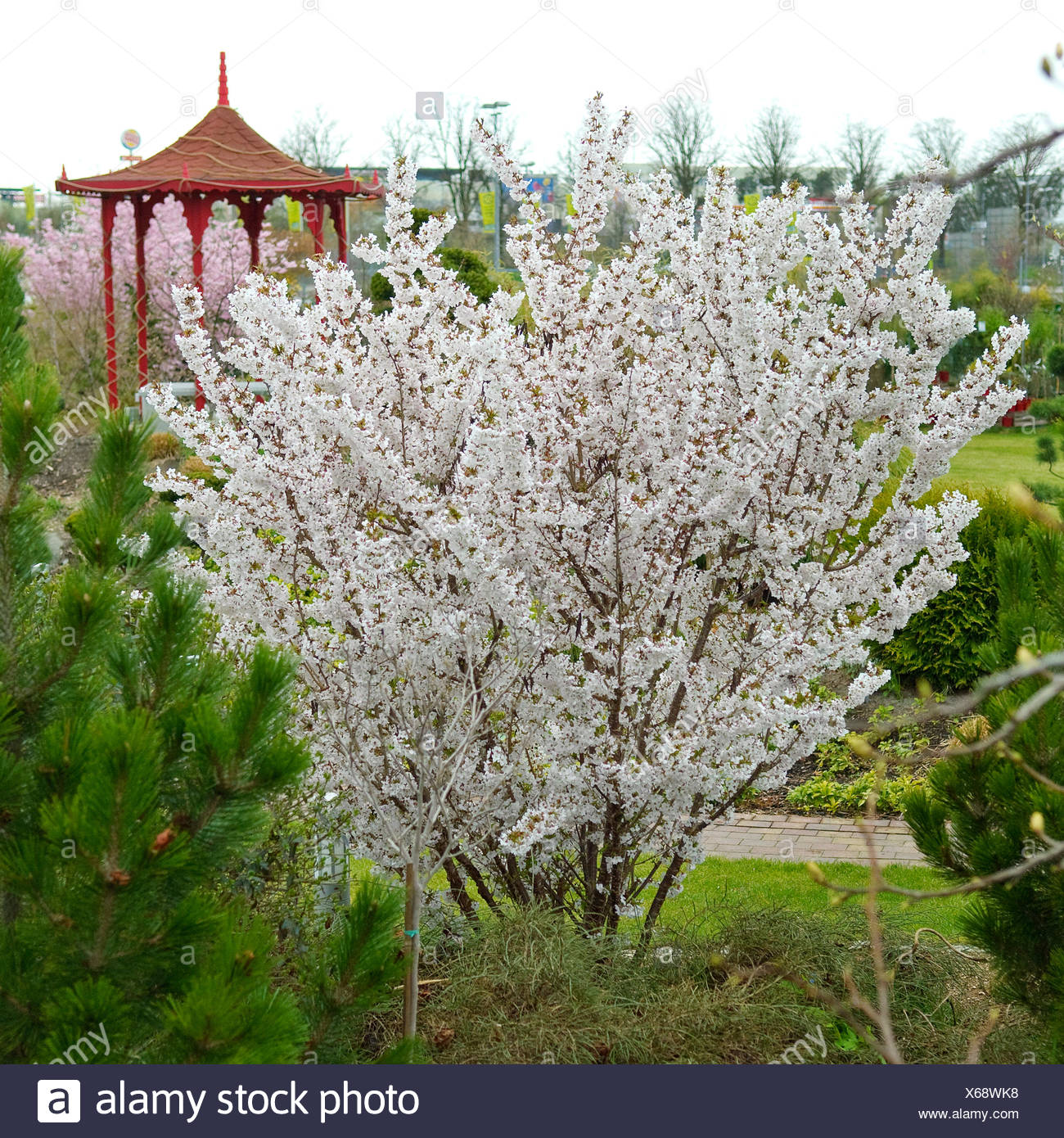 Japanese Alpine Flower High Resolution Stock Photography and Images - Alamy