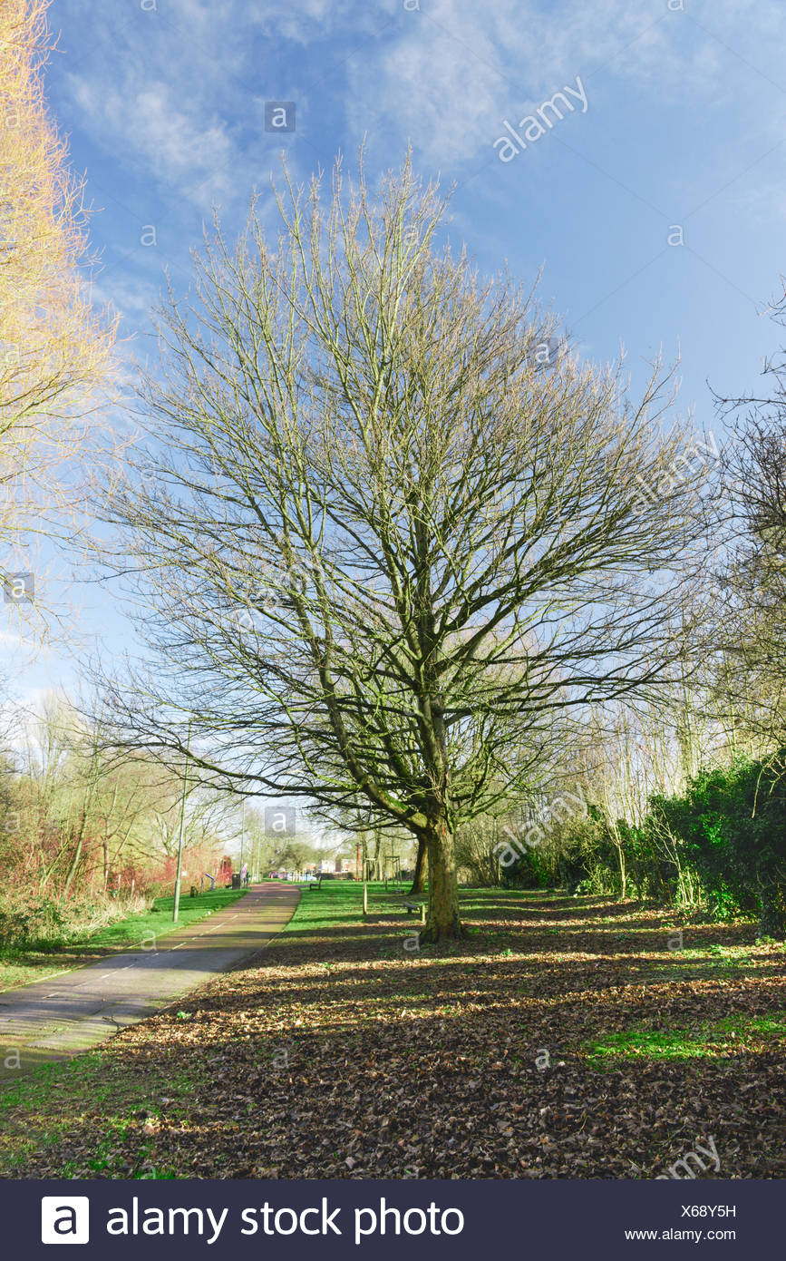 Sycamore Tree Winter High Resolution Stock Photography and Images - Alamy