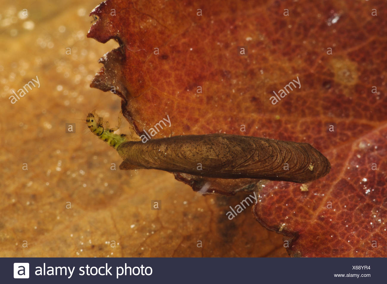 Microcaddisflies High Resolution Stock Photography and Images - Alamy
