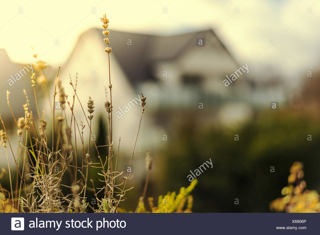 Mild Winter High Resolution Stock Photography and Images - Alamy