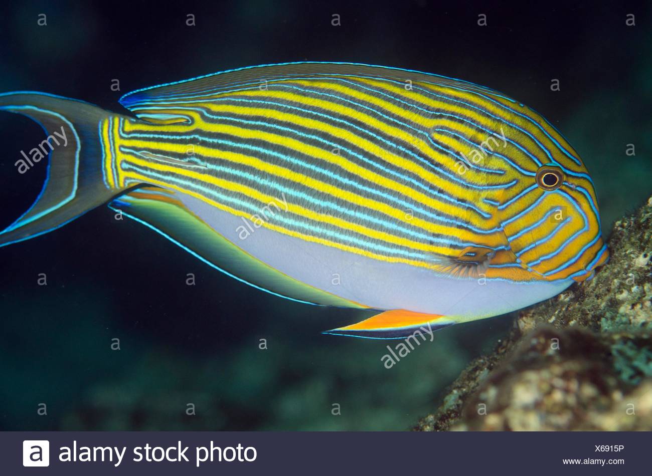 Lined Surgeonfish Acanthurus Lineatus High Resolution Stock Photography ...