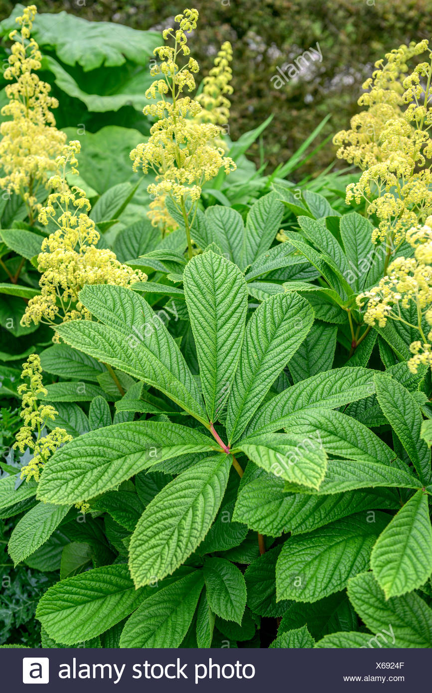 Plants Rodgersia Stock Photos & Plants Rodgersia Stock Images - Alamy