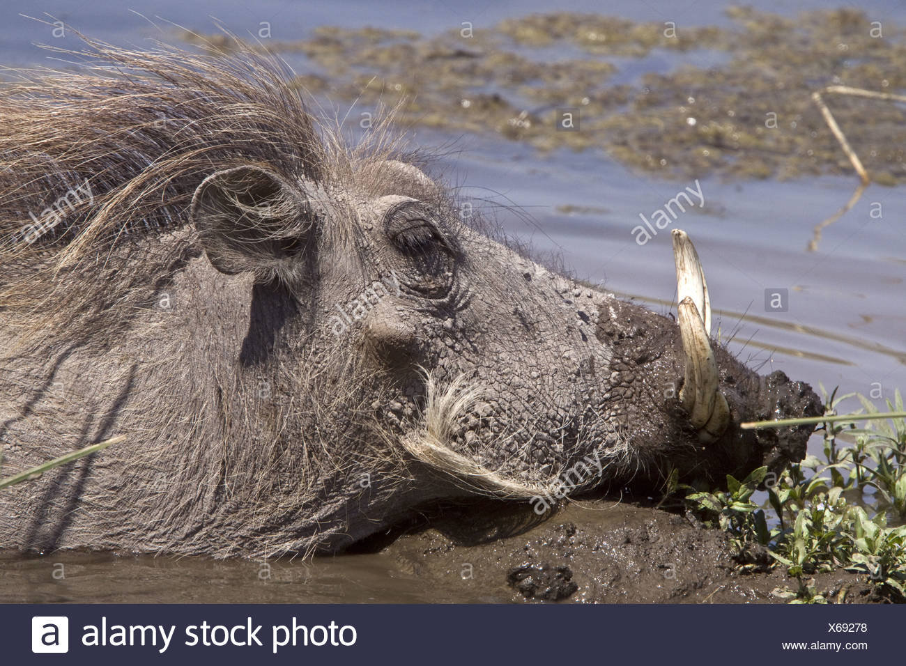 Warthog Head Stock Photos & Warthog Head Stock Images - Alamy
