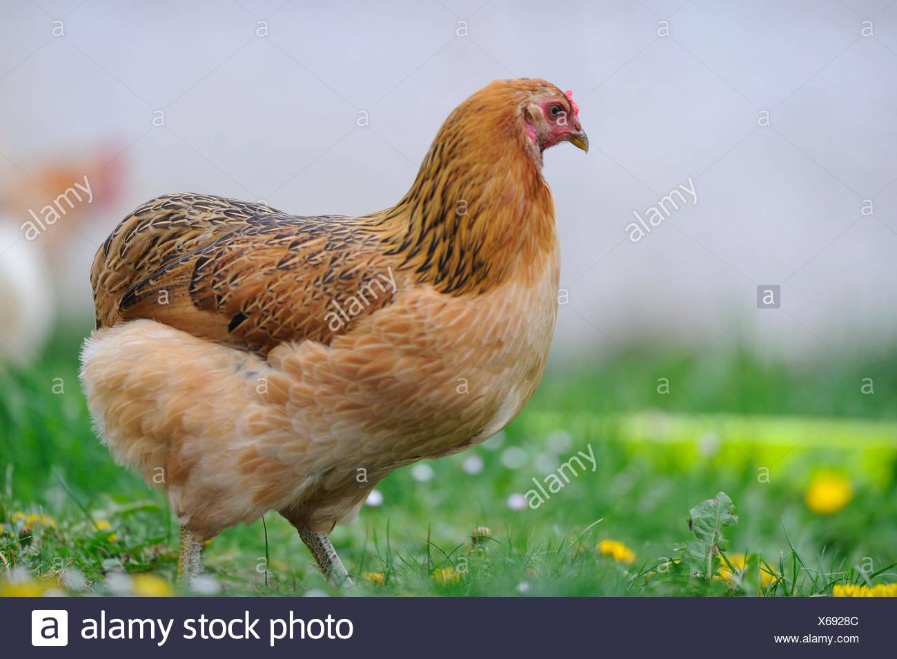 Fawn And Hen High Resolution Stock Photography and Images - Alamy