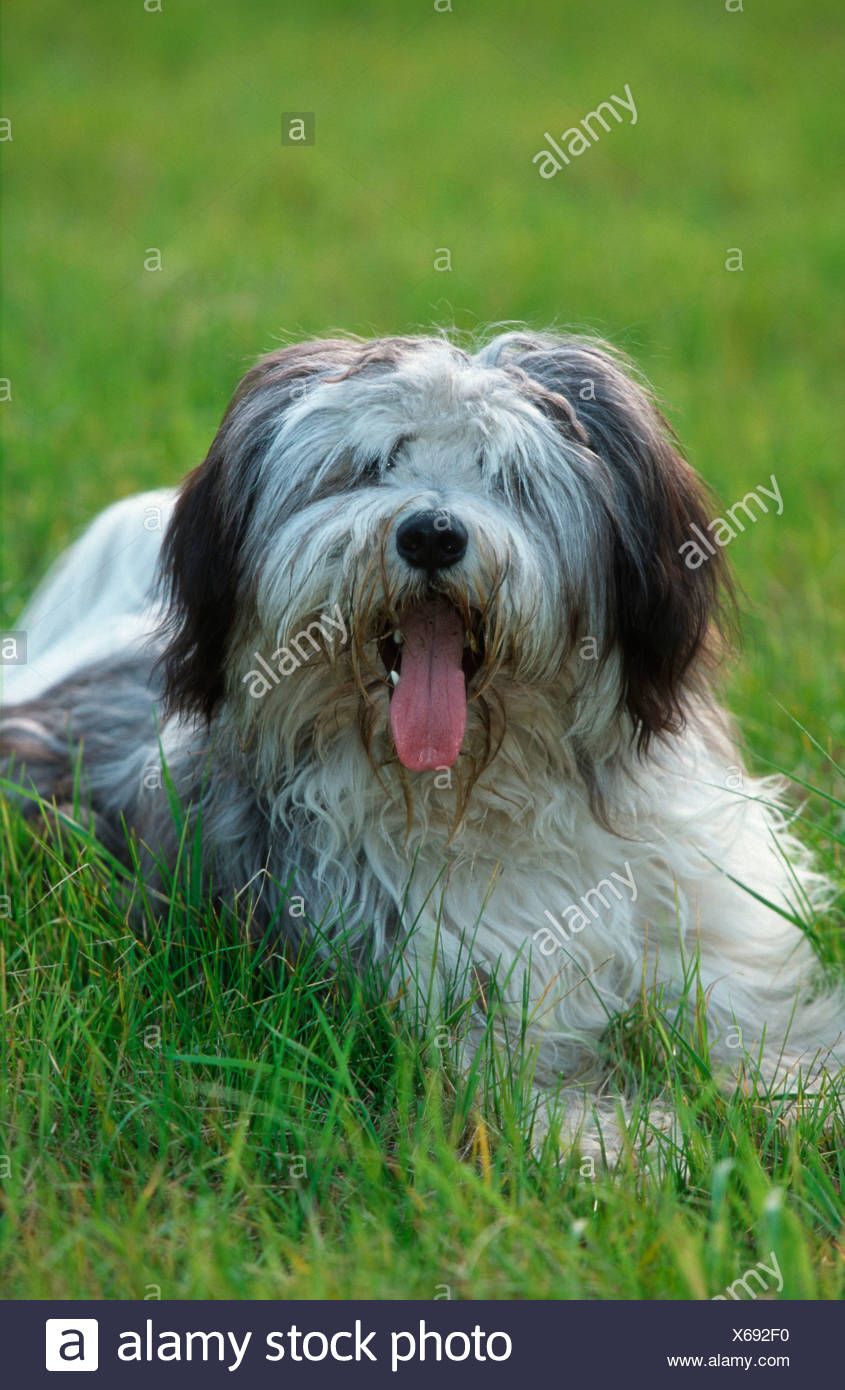 Pon Dog High Resolution Stock Photography and Images - Alamy