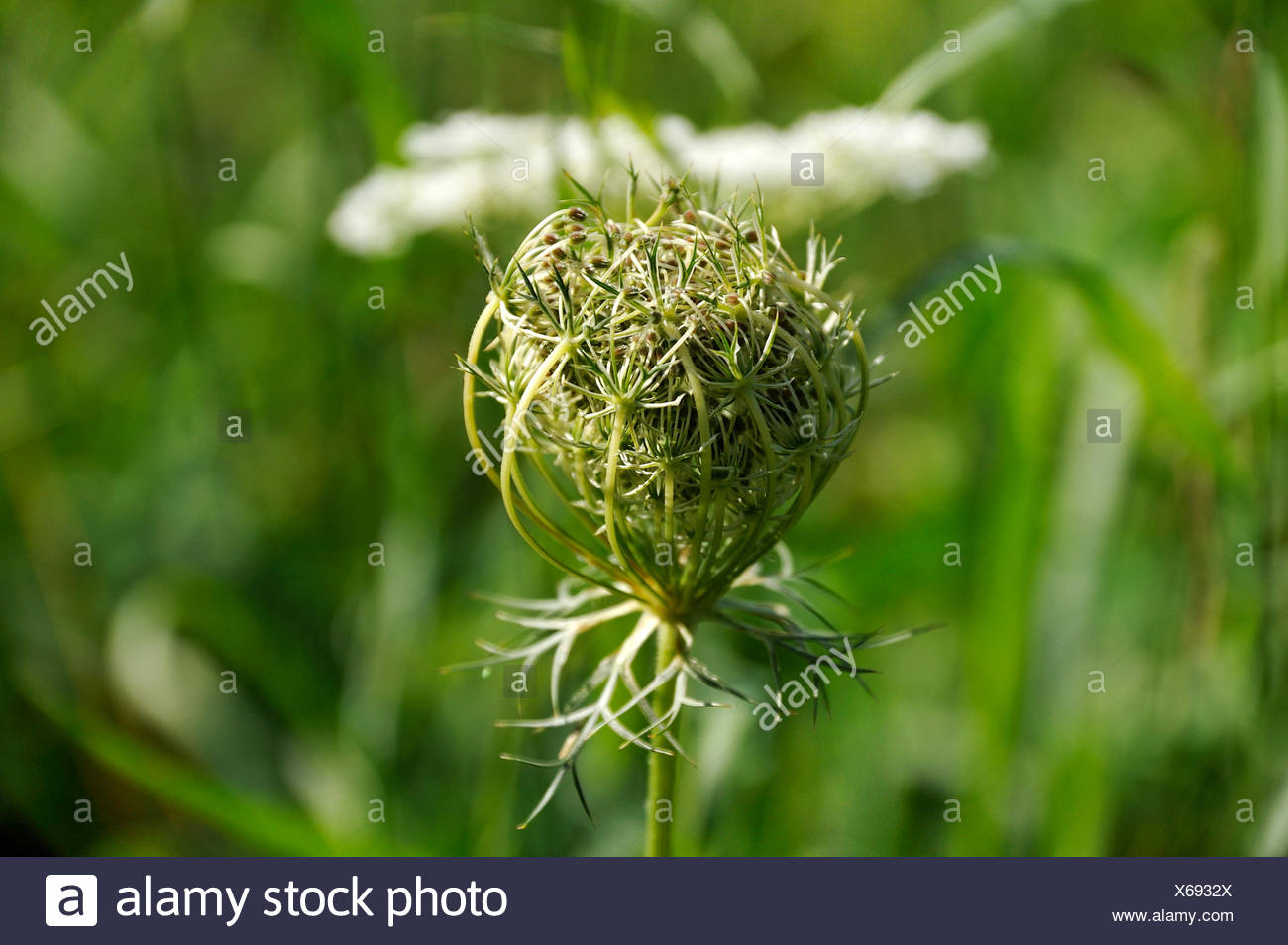 Umbel Carrot High Resolution Stock Photography and Images - Alamy