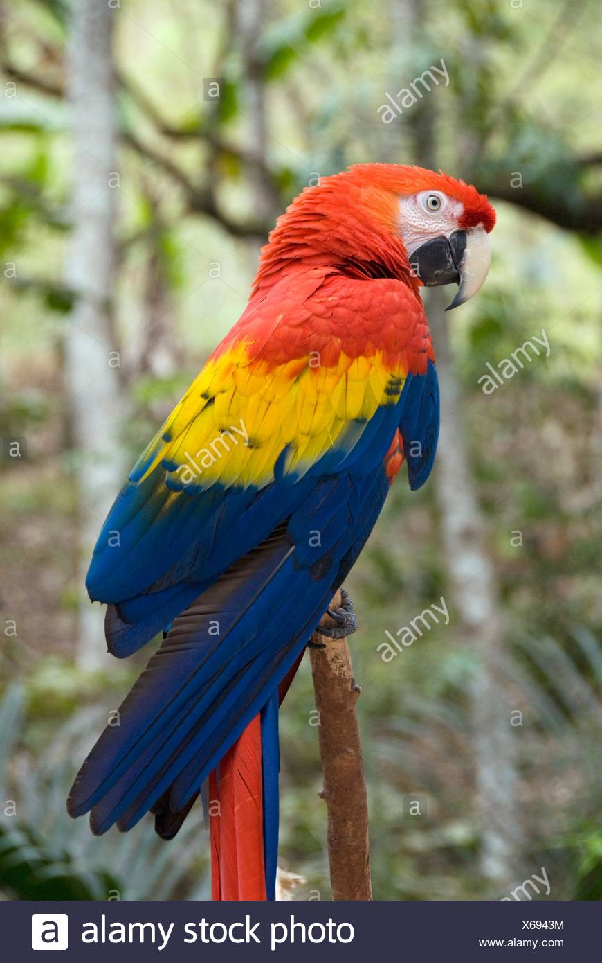 Macaw Mountain Bird Park Stock Photos & Macaw Mountain Bird Park Stock ...