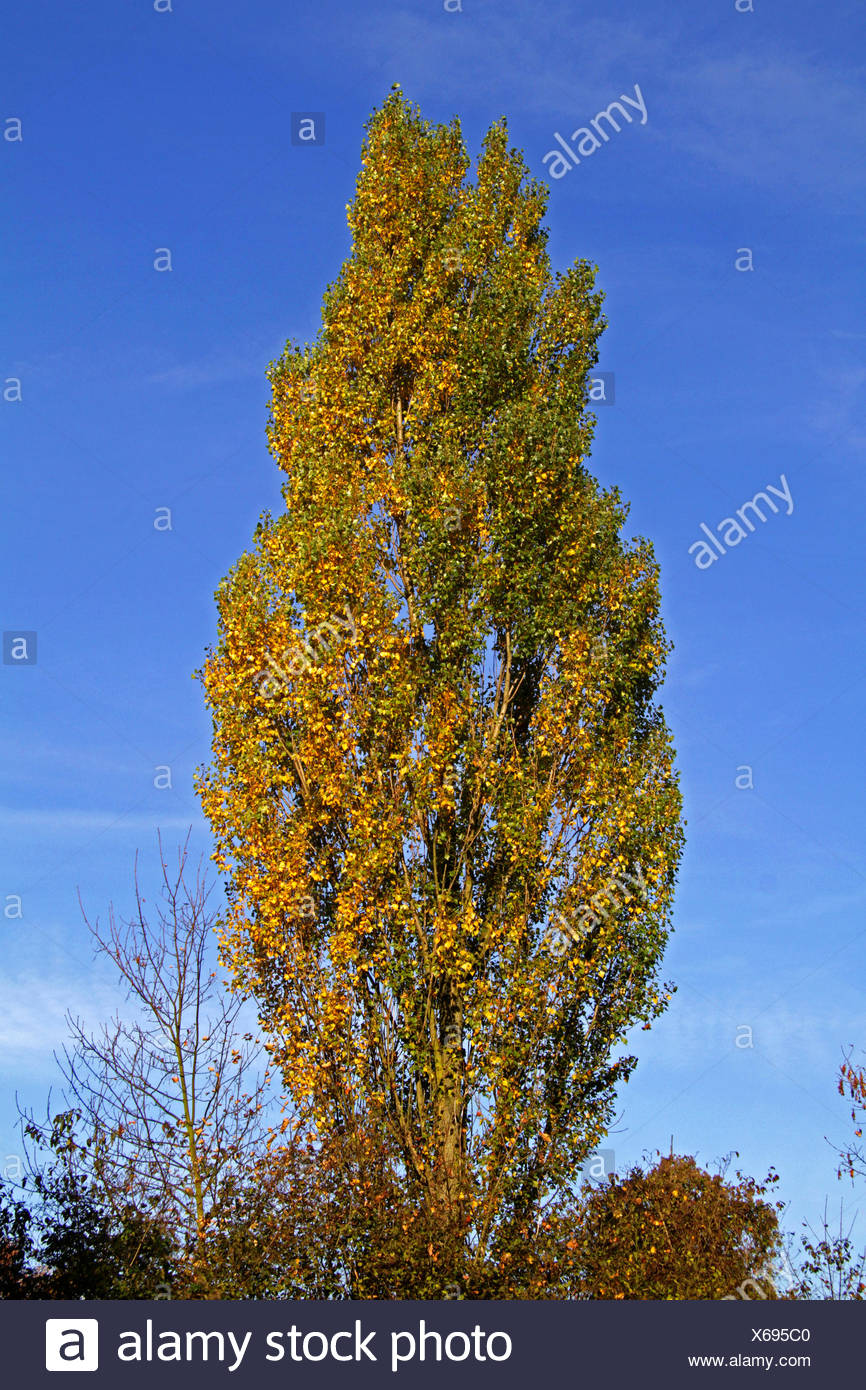 Populus Nigra Italica Stock Photos & Populus Nigra Italica Stock Images ...