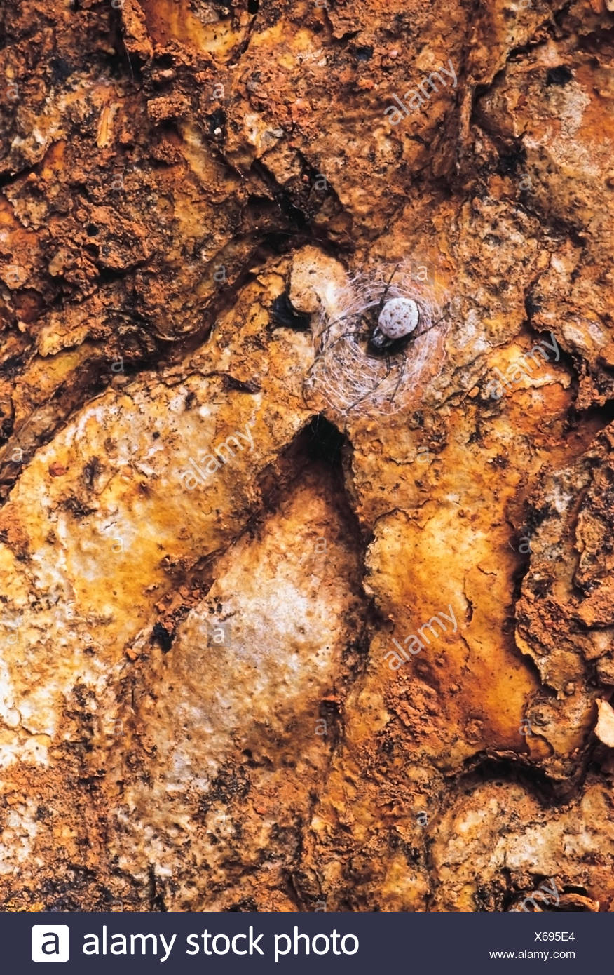 Funnelweb High Resolution Stock Photography and Images - Alamy