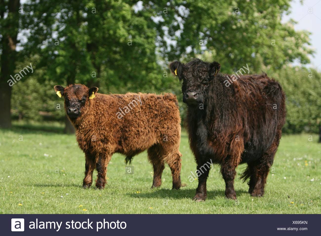Curly Haired Cow High Resolution Stock Photography and Images - Alamy