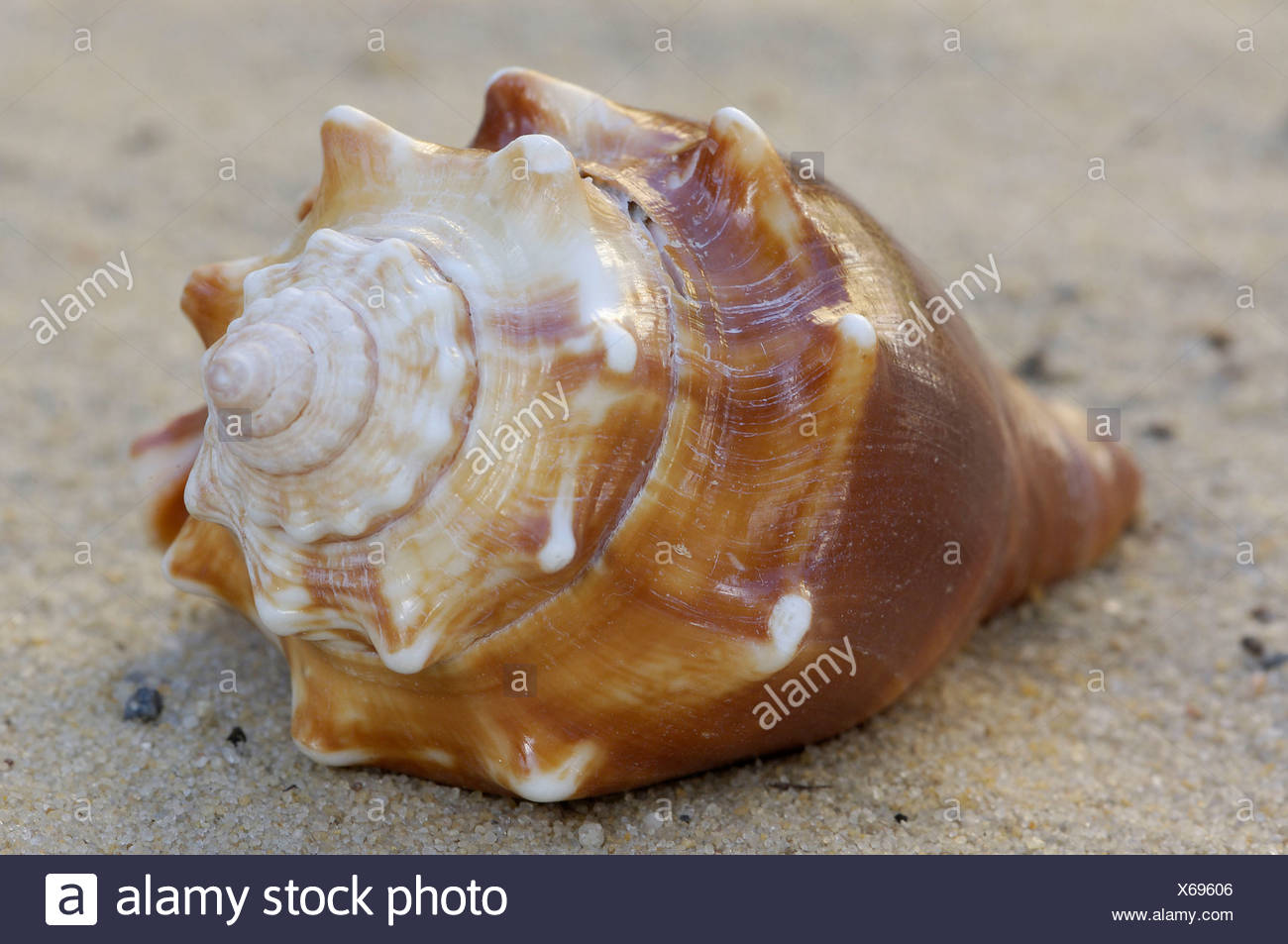 Pugilis High Resolution Stock Photography and Images - Alamy