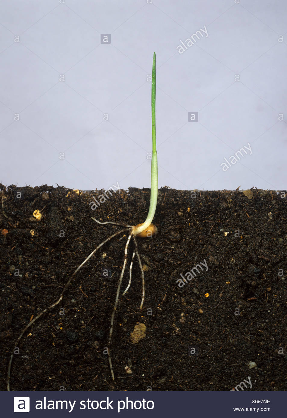 Wheat Plant Roots High Resolution Stock Photography and Images - Alamy