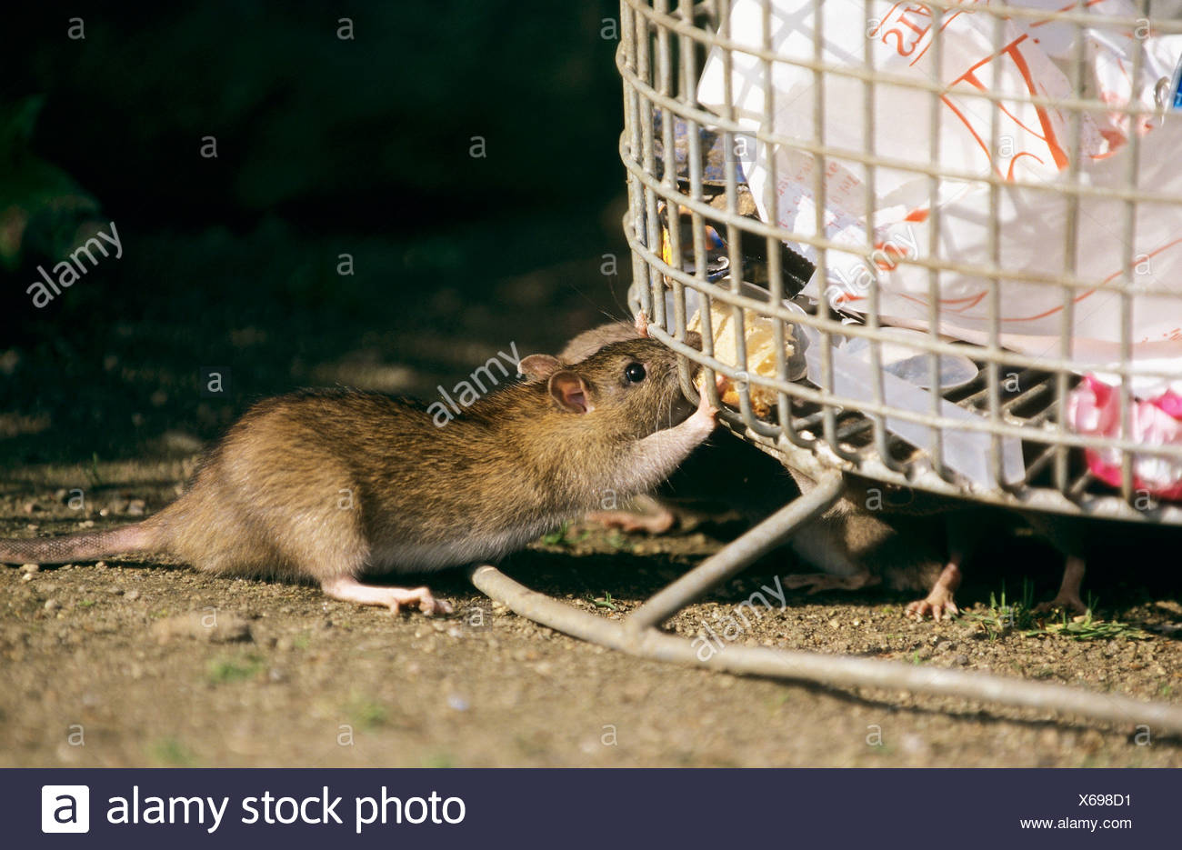 Norwegian Rats High Resolution Stock Photography and Images - Alamy
