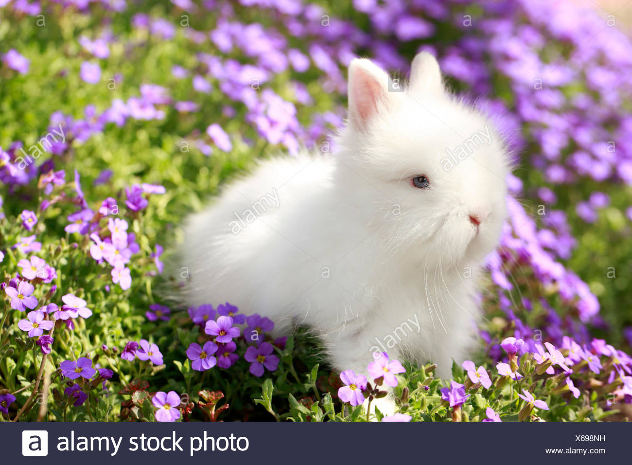 White Rabbit Blue High Resolution Stock Photography and Images - Alamy