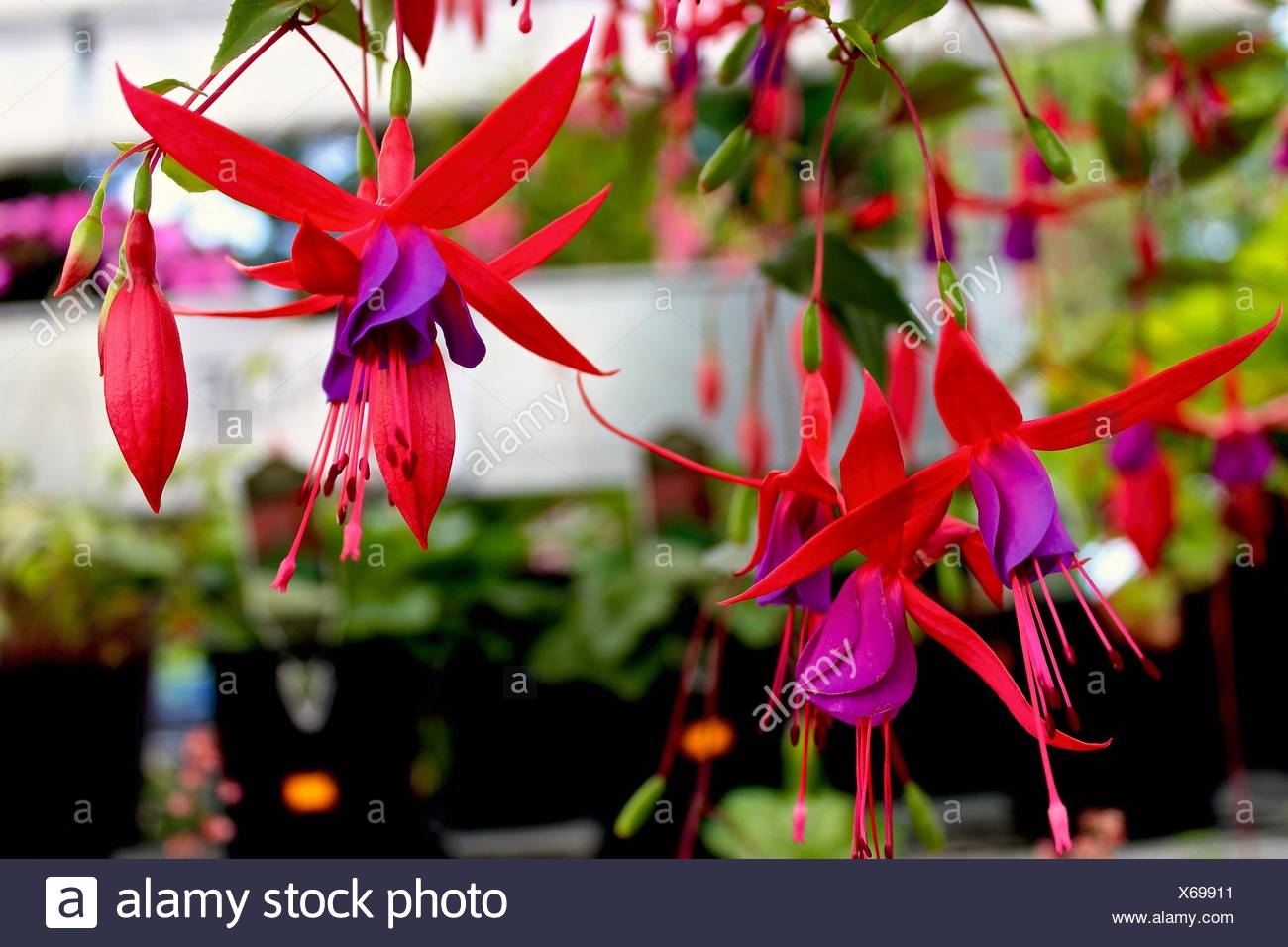 Fuschia Stock Photos & Fuschia Stock Images - Alamy