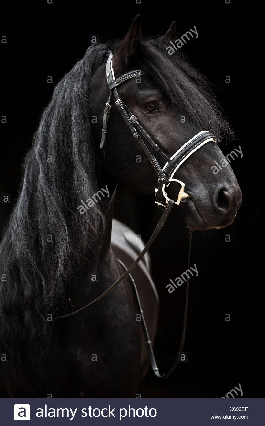 Baroque Horse High Resolution Stock Photography and Images - Alamy